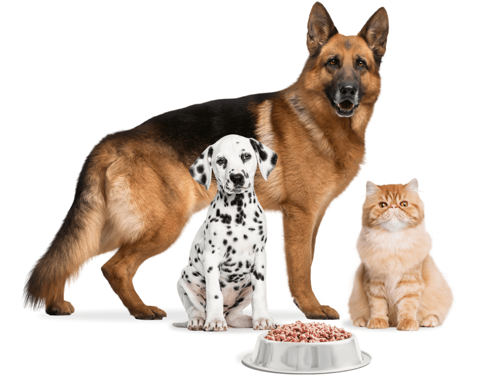 About – Petshavenaus